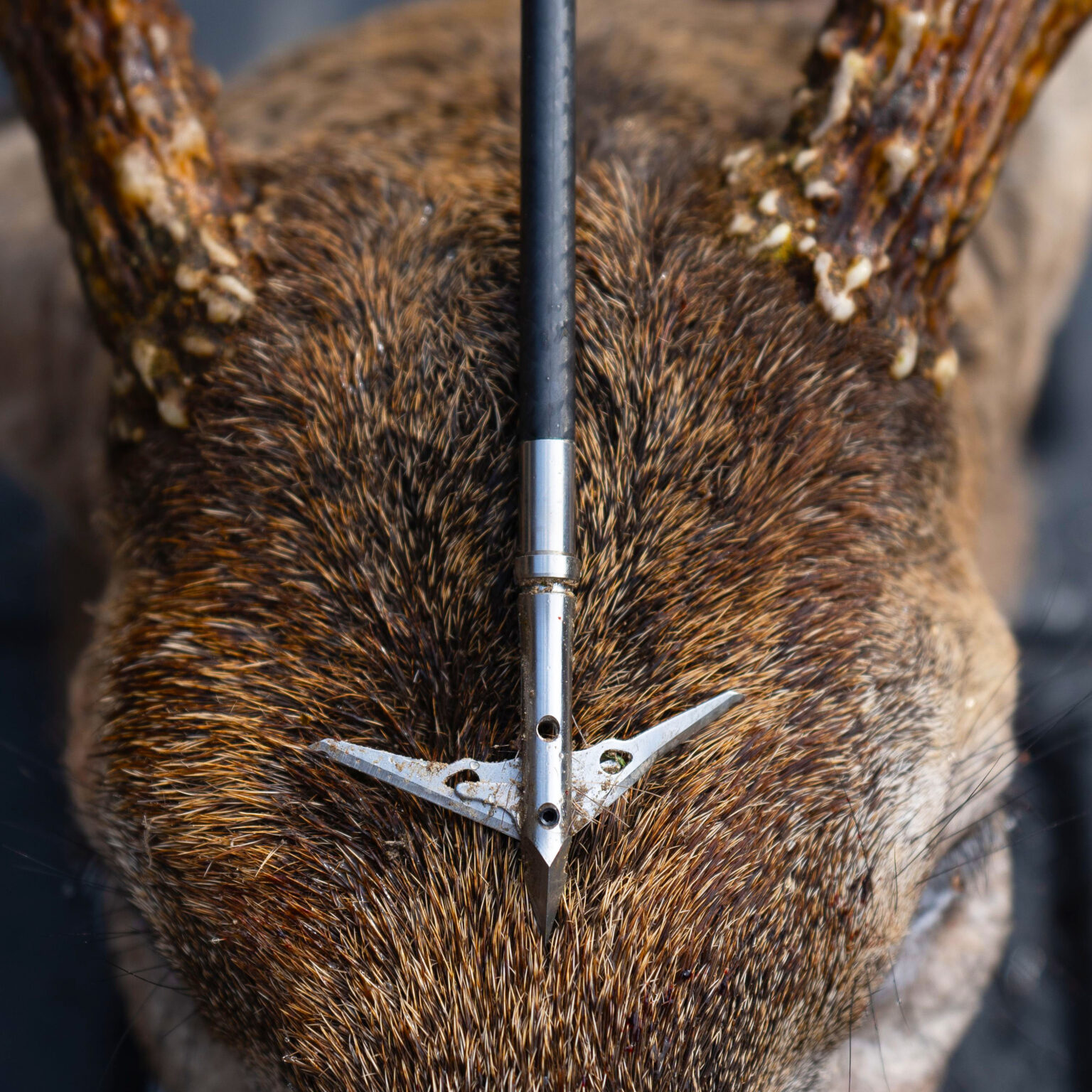 Ti 2.0 2-BLADE BROADHEAD - Sevr Broadheads